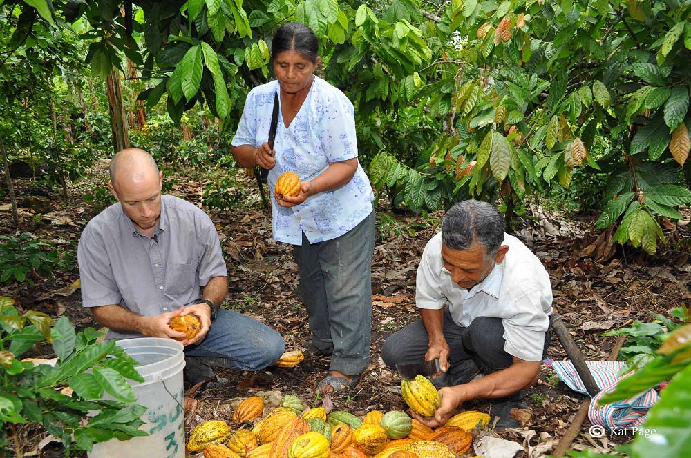The Mother Tree | FortunatoNo4 Cacao - A Family Affair blog